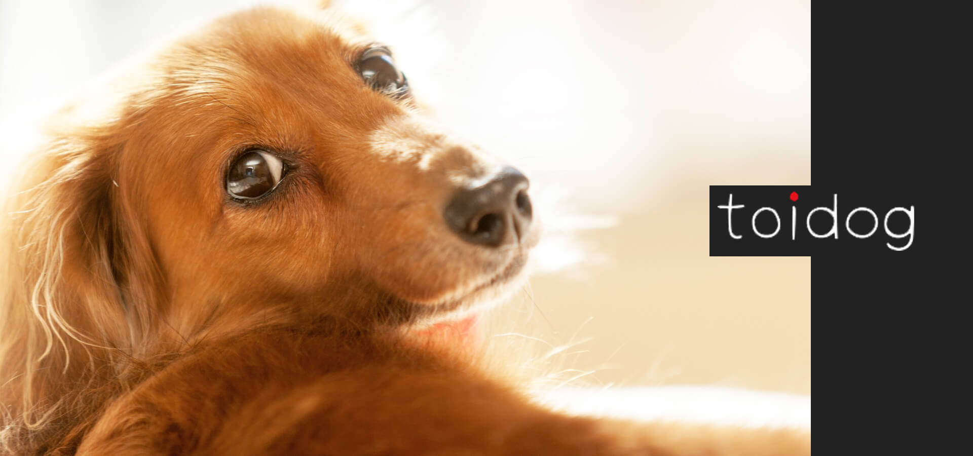 川崎のトリミングサロンなら、高いカット技術のtoidog。